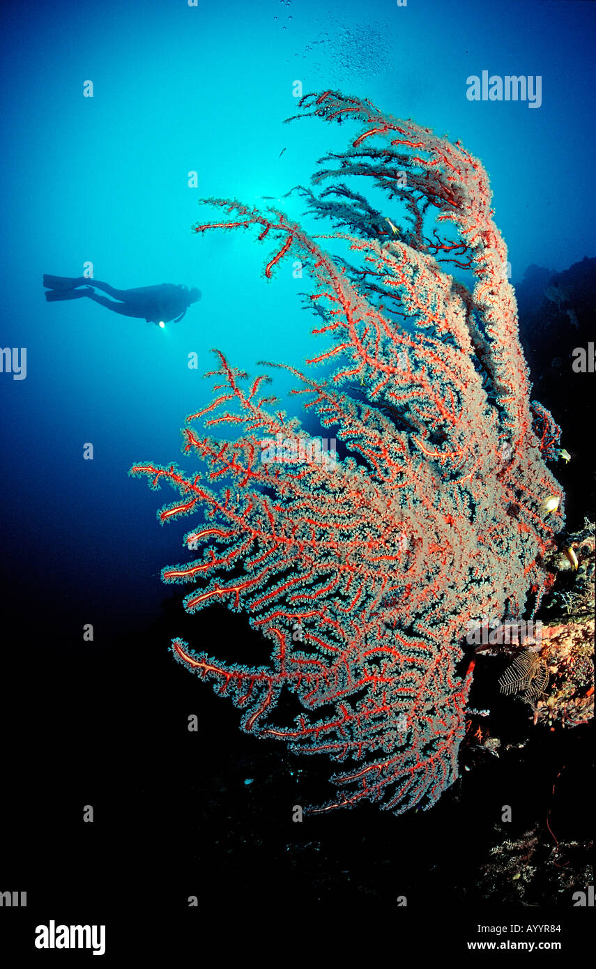 Red sea fan and scuba diver gorgonaria Papua New Guinea Pacific Ocean ...