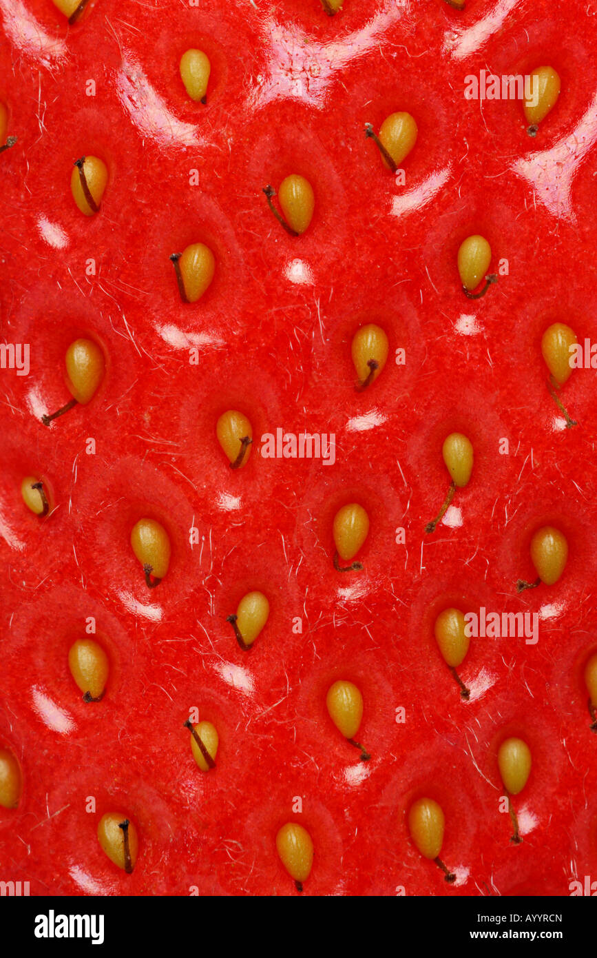 strawberry skin close up detail pips shiny red high resolution perfect ...