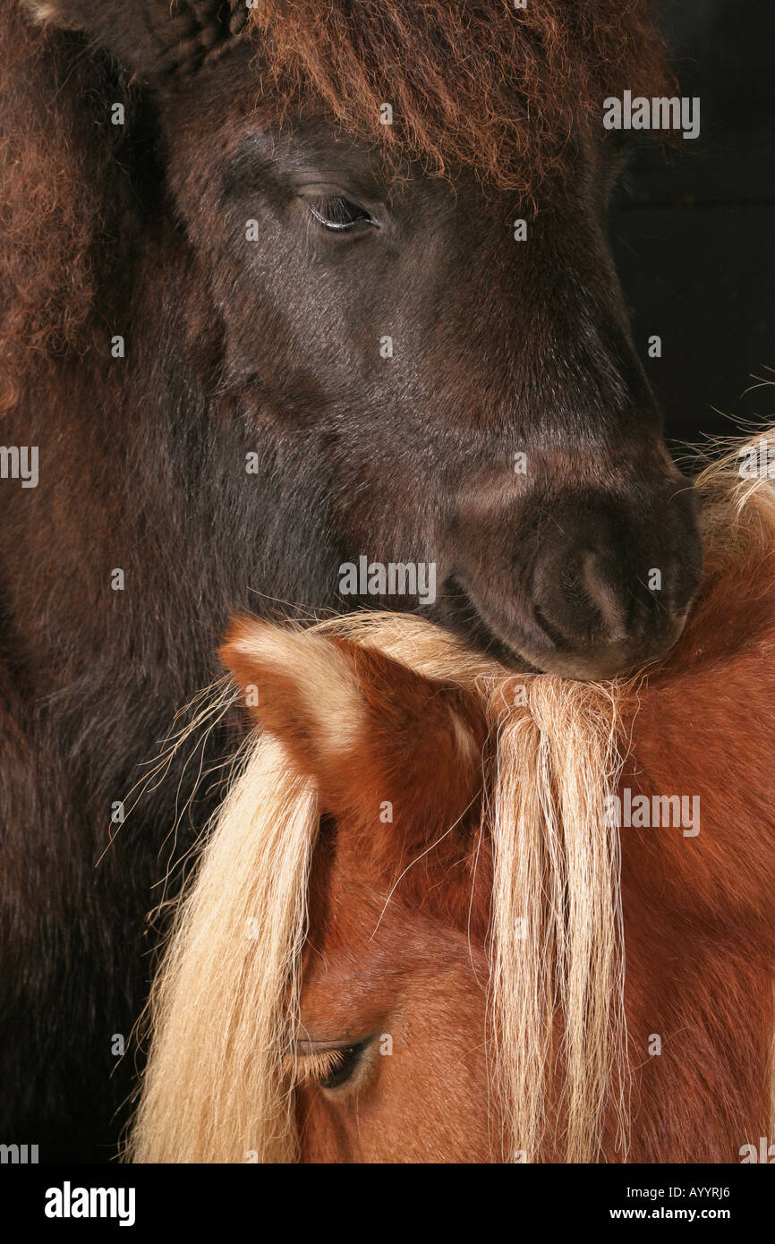 Mare nuzzle foal hi-res stock photography and images - Alamy