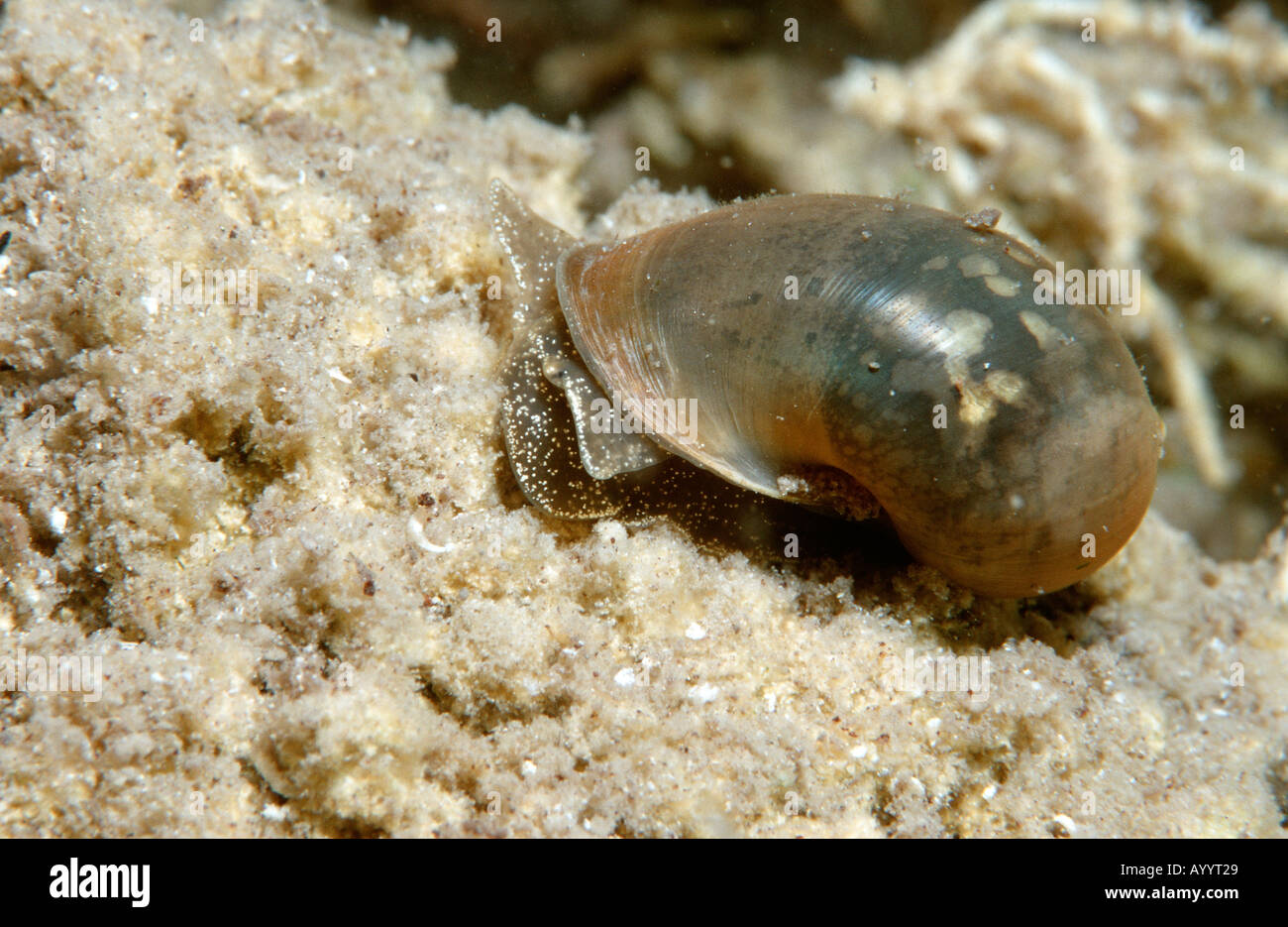 Freshwater snail hi-res stock photography and images - Alamy