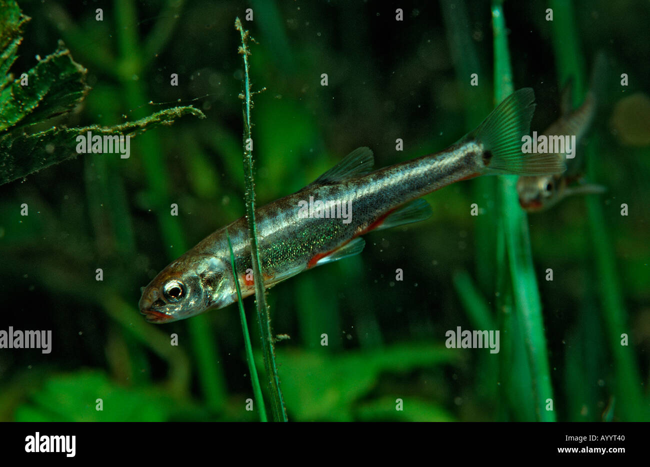 Phoxinus phoxinus river hi-res stock photography and images - Alamy