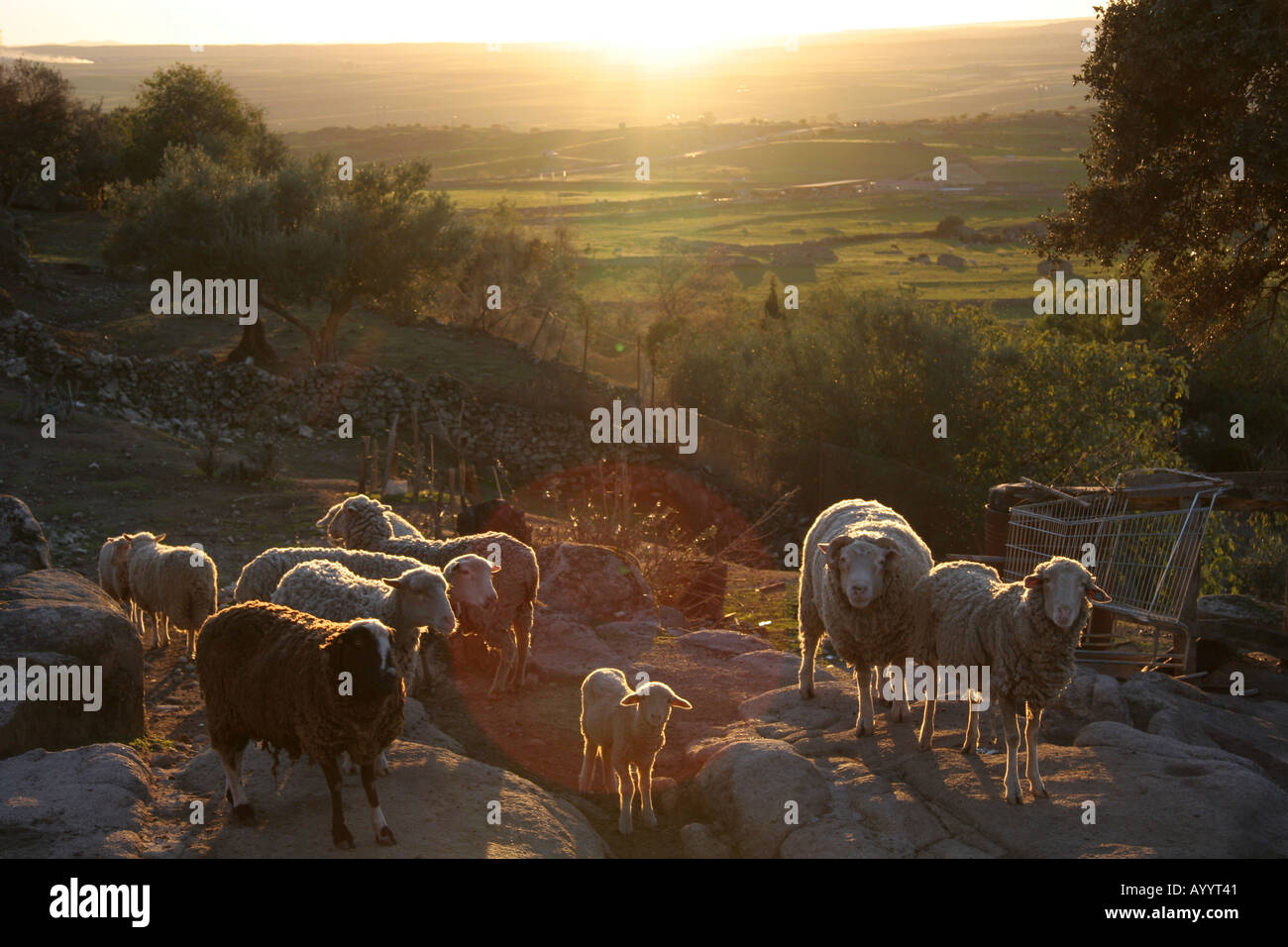Sheep highlighted by the sun hi-res stock photography and images - Alamy