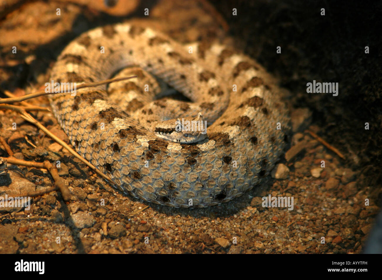 Diamond pattern snake hi-res stock photography and images - Alamy
