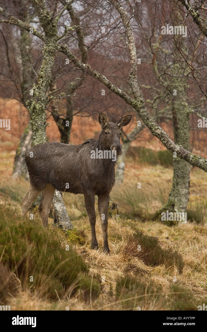 Reintroduced moose on Alladale Estate, Scotland Stock Photo - Alamy