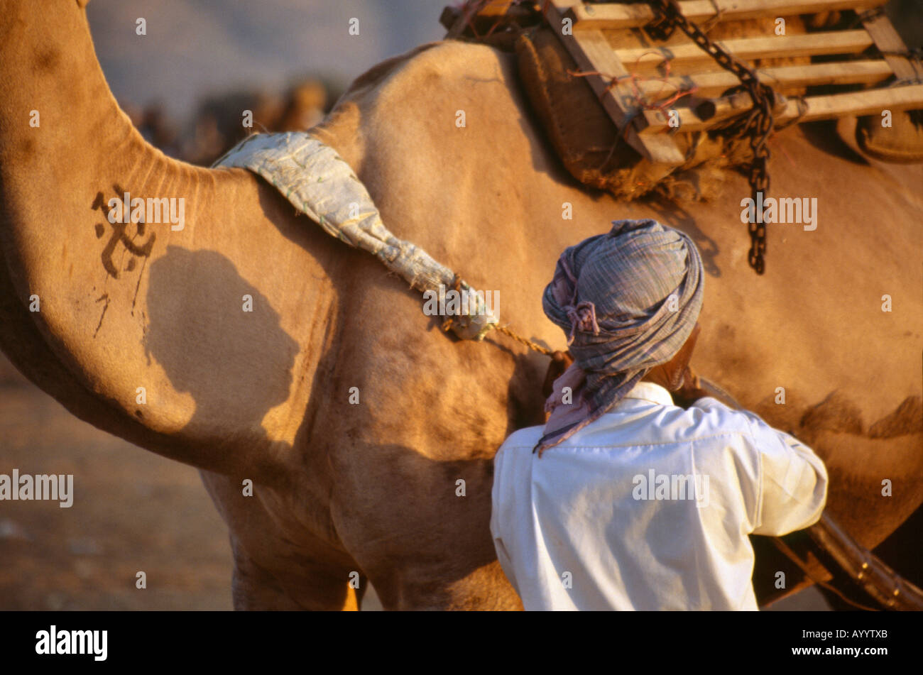 Camel trader departing the Pushkar Fair, Rajasthan, India Stock Photo ...