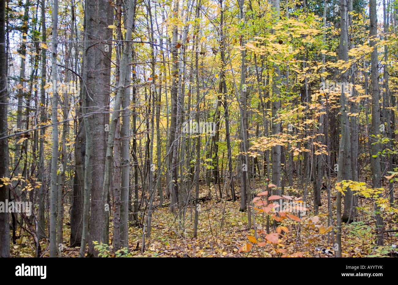Fall foliage in northern Michigan Stock Photo - Alamy