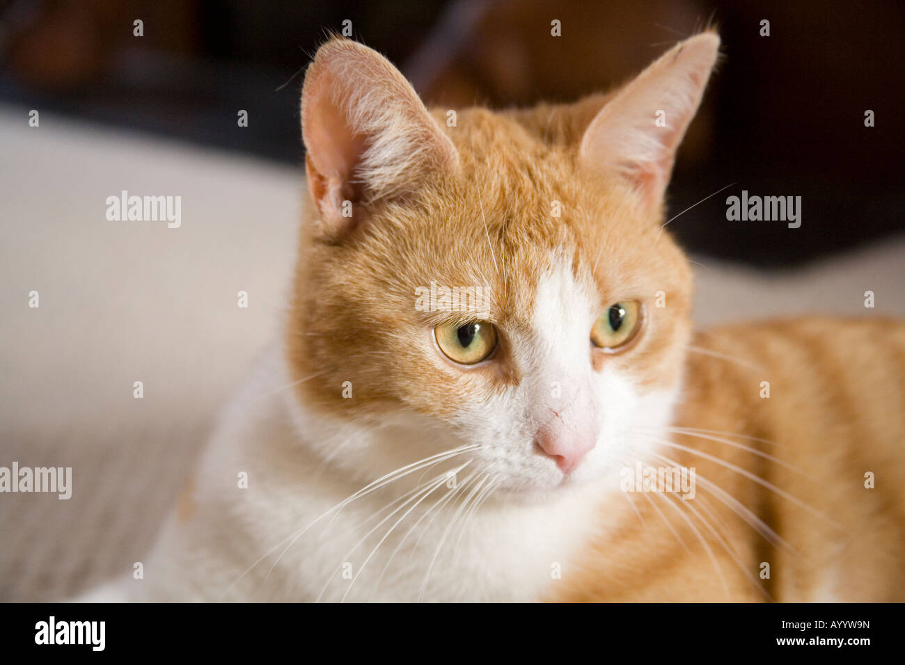 Portrait ginger white tom cat hi-res stock photography and images - Alamy