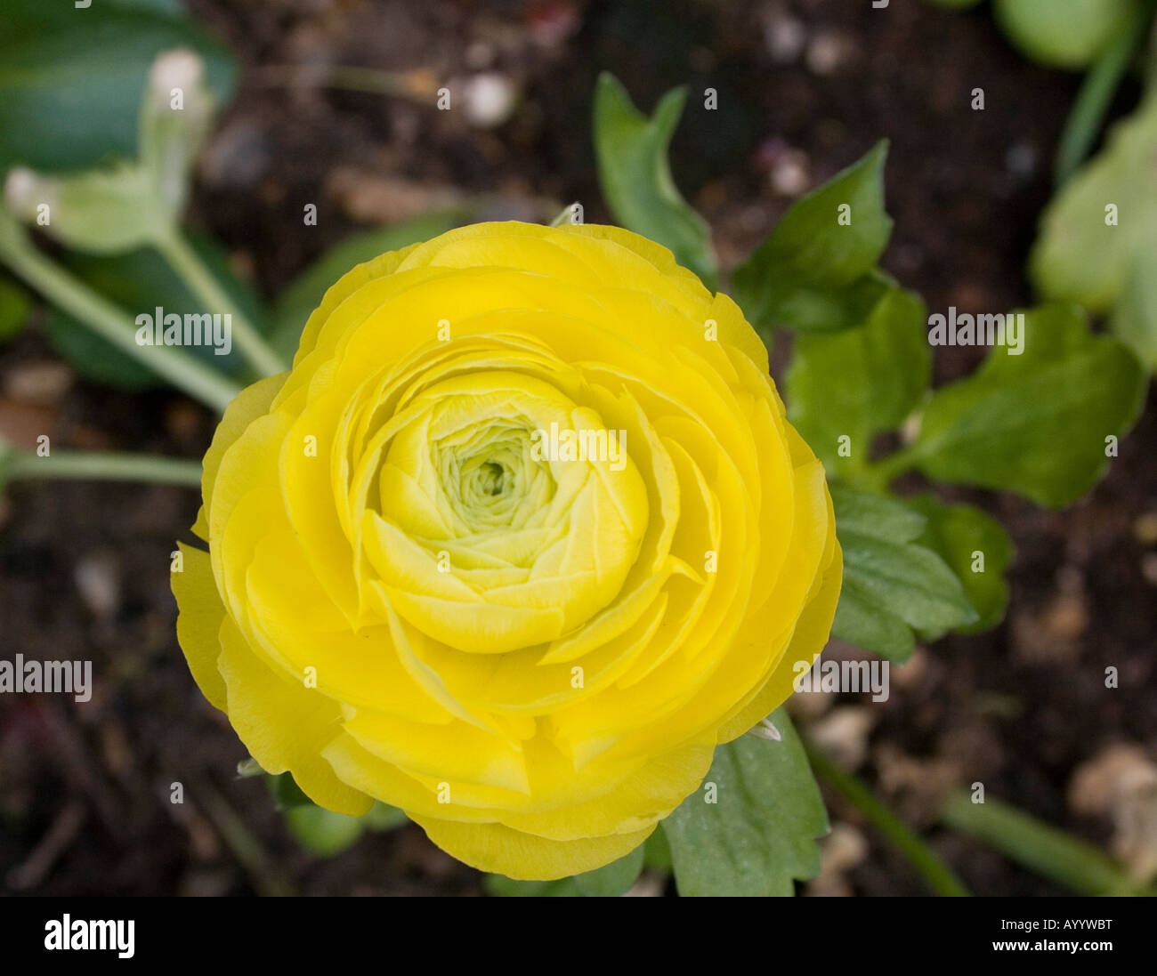 yellow flower, RANANCULUS Stock Photo - Alamy