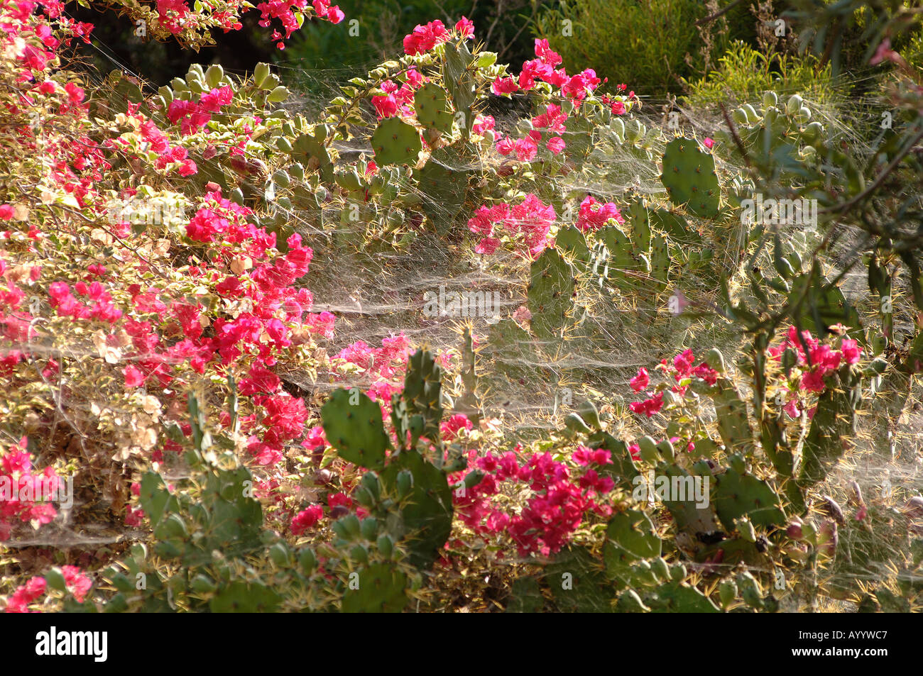 spider webs cover cactus plants Fuerteventura Canary Islands Stock ...