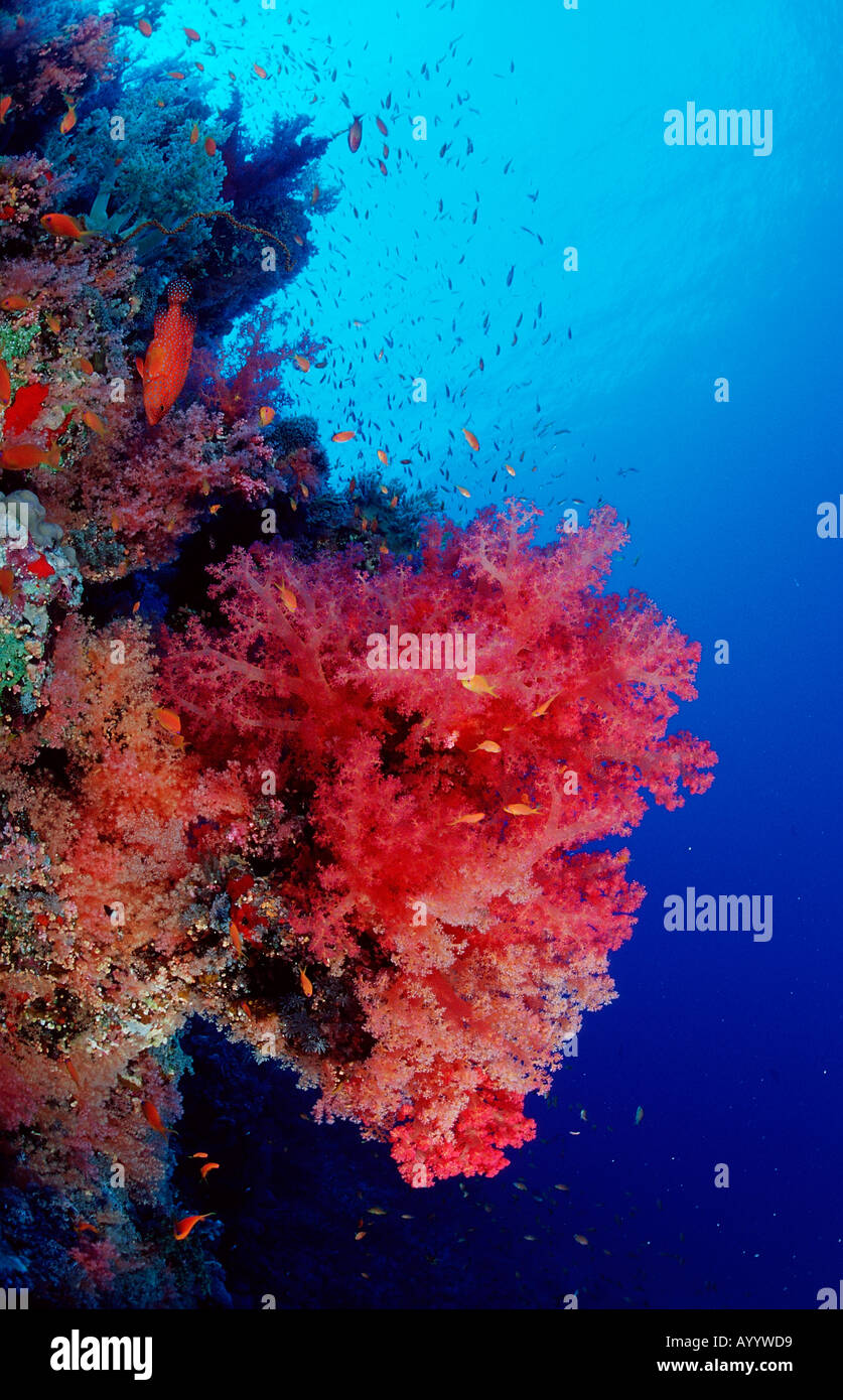 Coral reef Egypt Zabargad Zabarghad Red Sea Stock Photo - Alamy