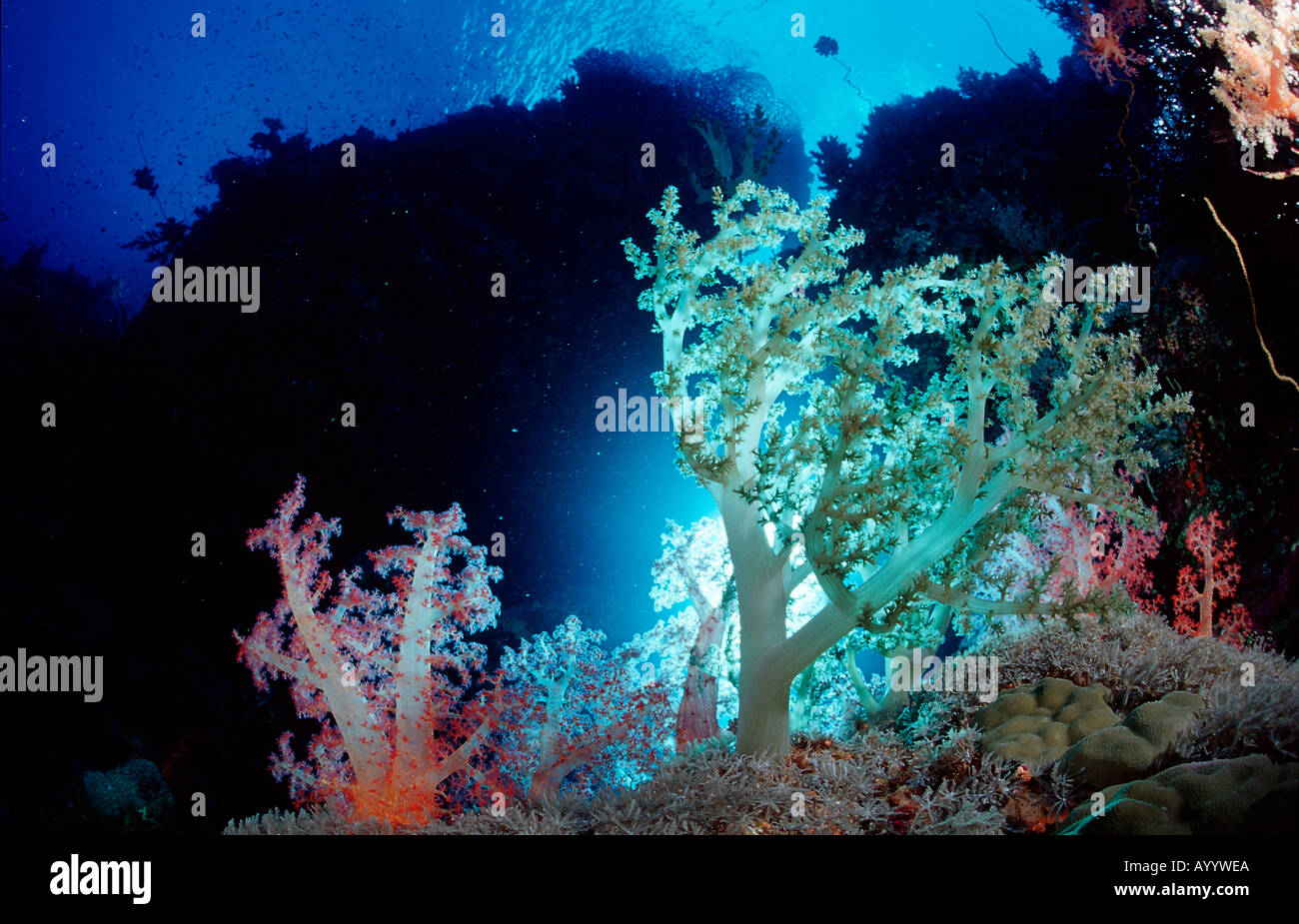 Coral reef Egypt Zabargad Zabarghad Red Sea Stock Photo - Alamy