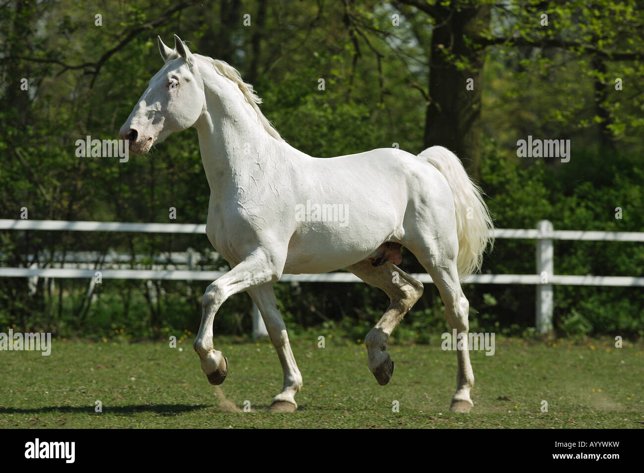 Kladrubers hi-res stock photography and images - Alamy