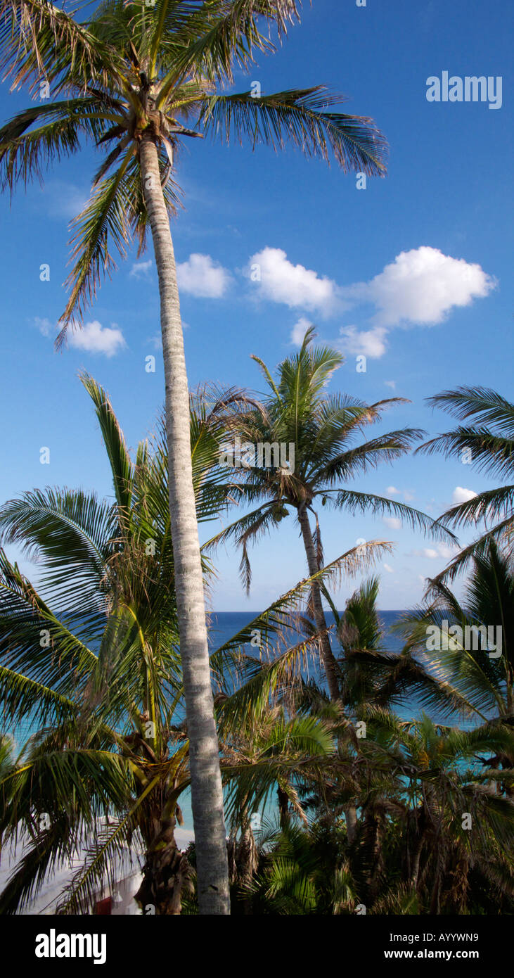 Palm trees at Coral Beach South Shore Bermuda Stock Photo - Alamy