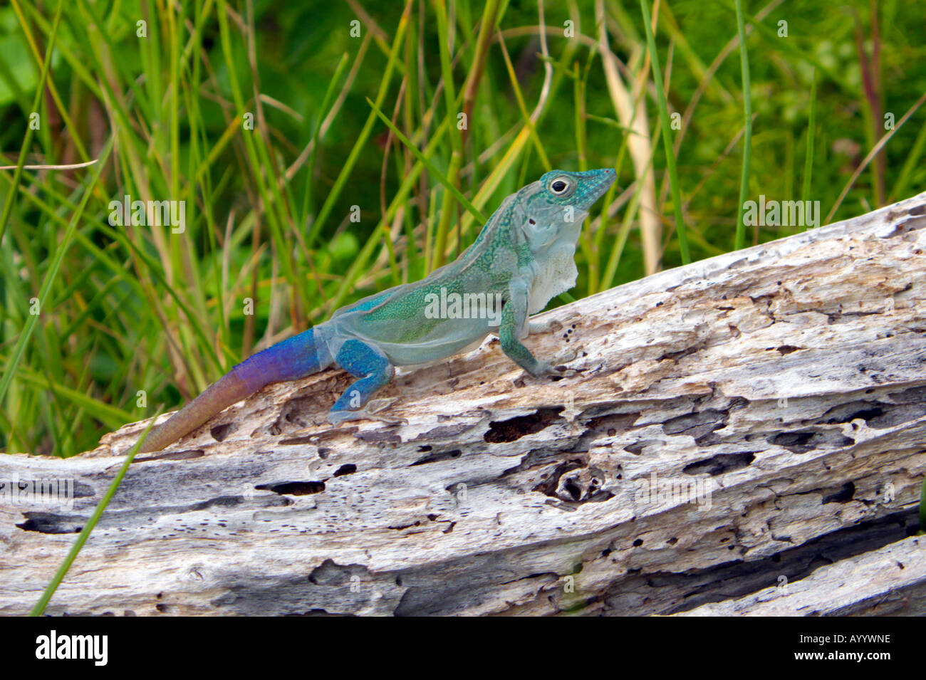 Jamaican anole (Anolis grahami) shedding its skin, Bermuda Stock Photo ...