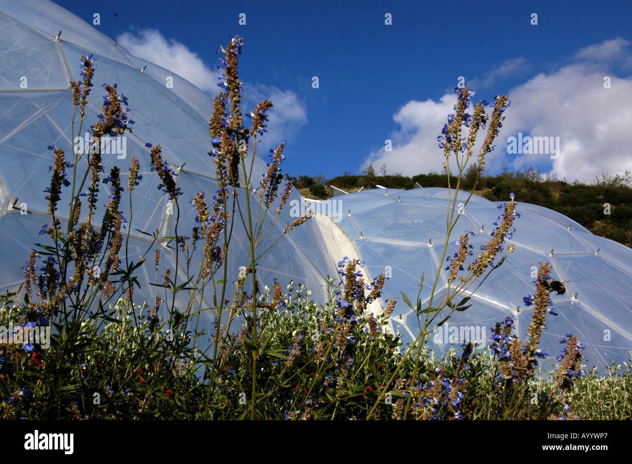 October sunshine on the warm temperate biome at Cornwalls Eden Project ...