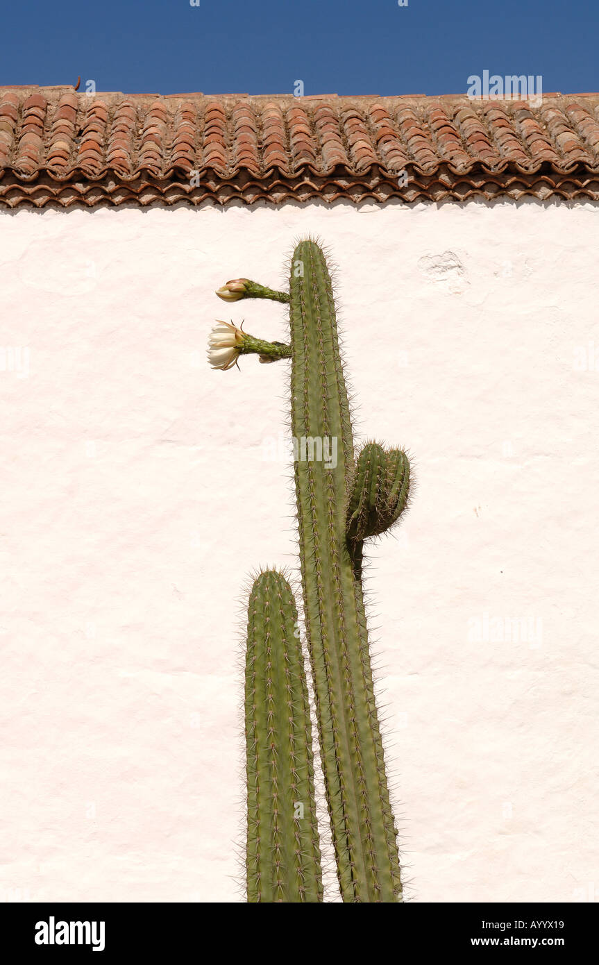 flowering cactus plant by traditional terracotta roof Fuerteventura ...