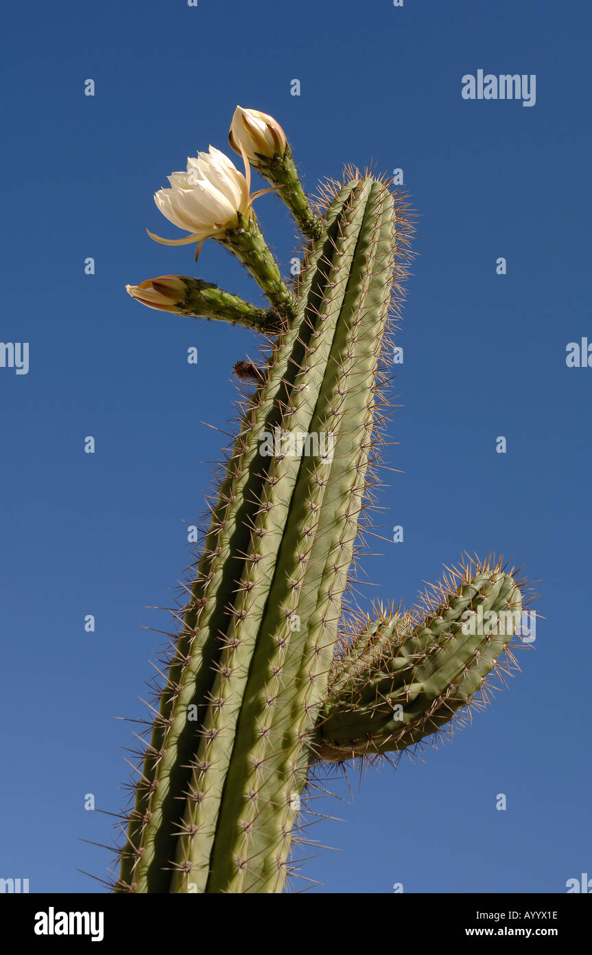 flowering cactus plant Fuerteventura Canary Islands Stock Photo - Alamy