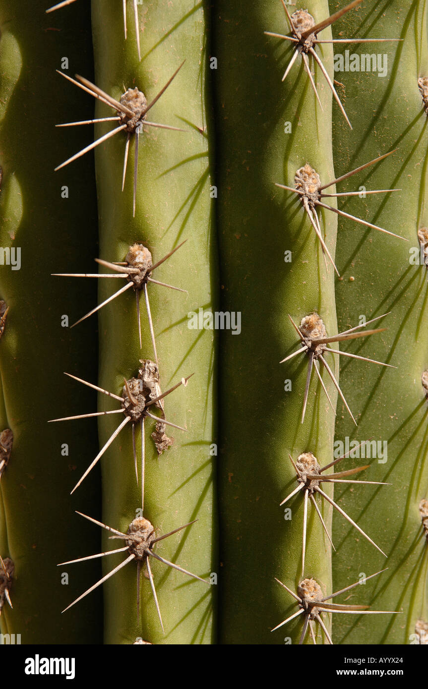thorns on a Cactus plant Stock Photo - Alamy