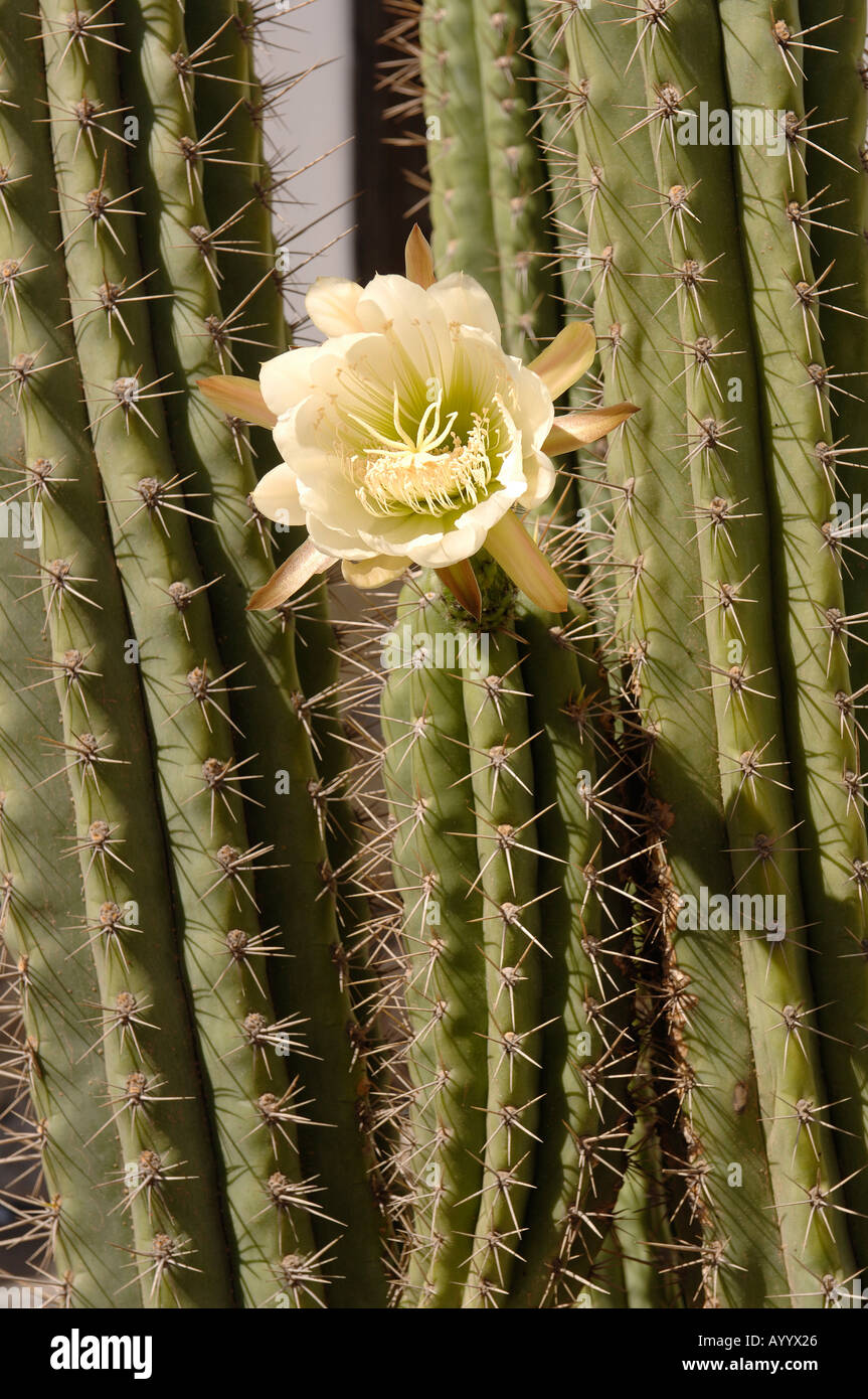 flowering cactus plant Fuerteventura Canary Islands Stock Photo - Alamy