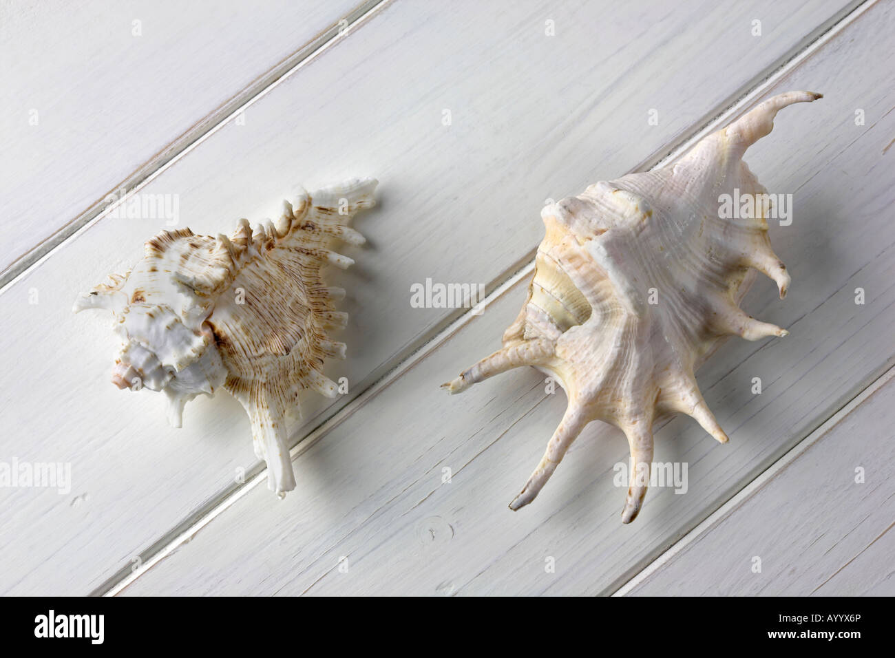 Two seashells on a white tongue and groove background Stock Photo - Alamy