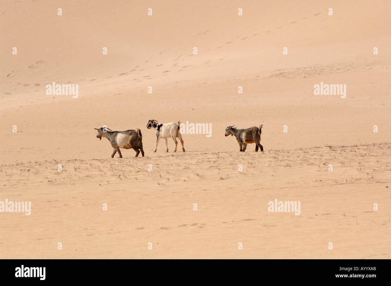 wild goats roam sand dunes on the volcanic island of Fuerteventua ...