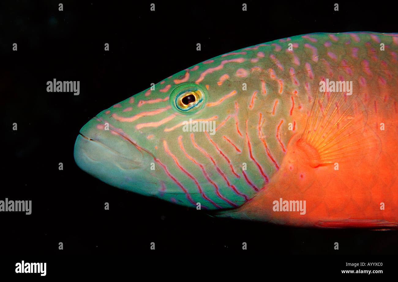 Oxycheilinus digrammus hi-res stock photography and images - Alamy