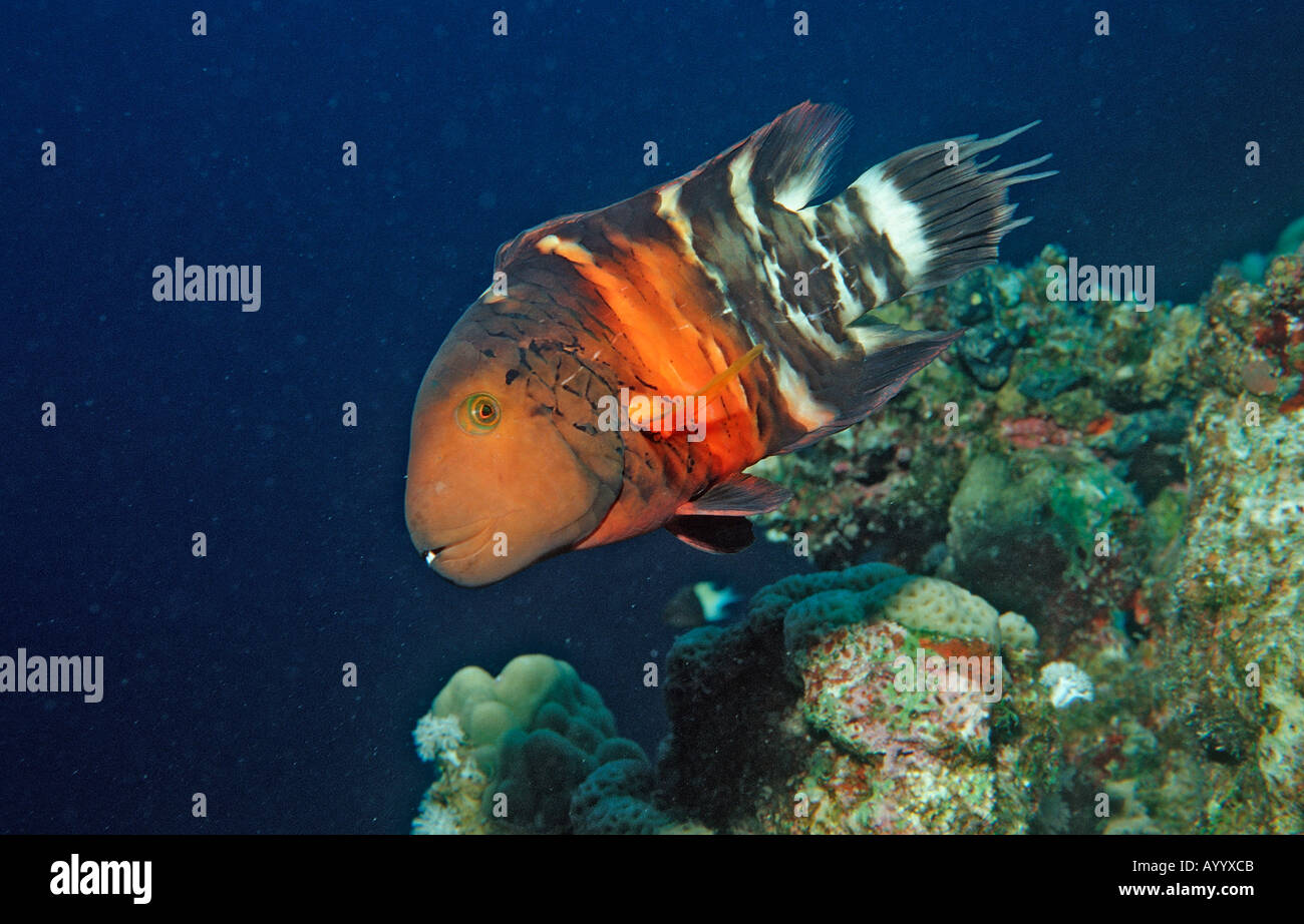 Cheilinus fasciatus hi-res stock photography and images - Alamy