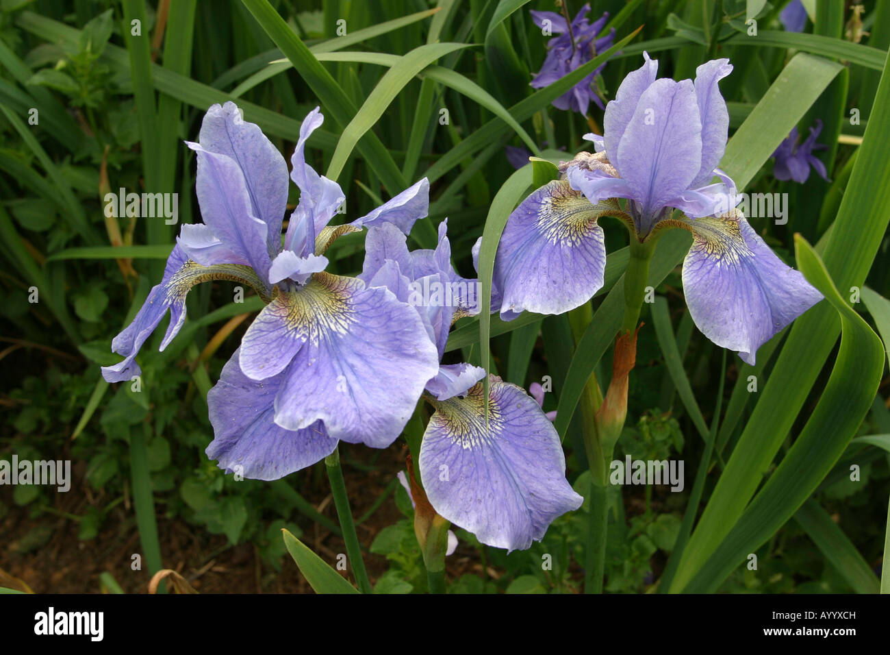 Oxfordshire Alkerton Brook Cottage Garden irises Stock Photo - Alamy