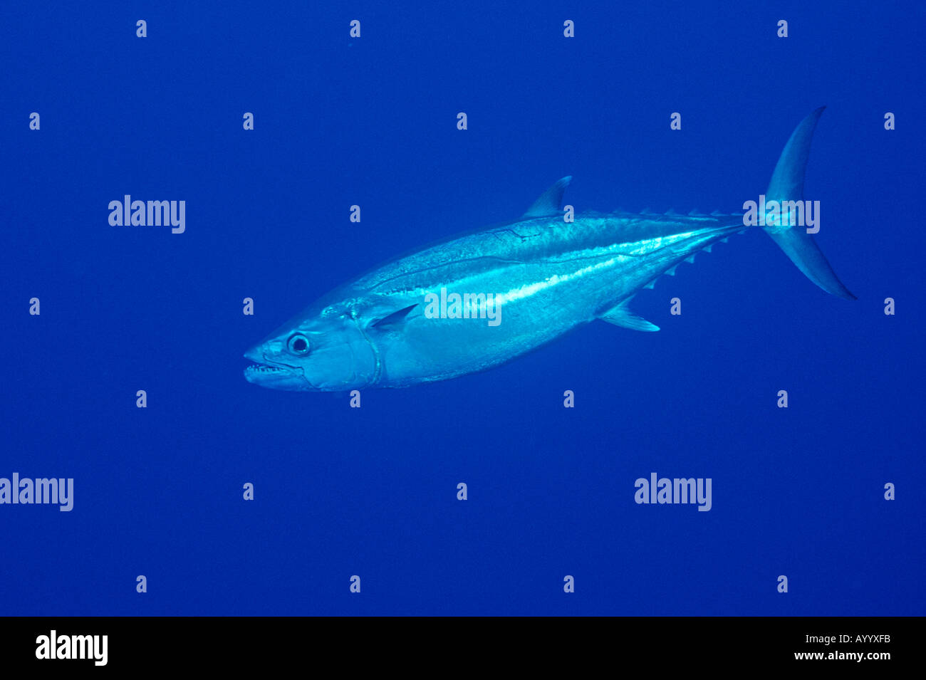 Dogtooth tuna Gymnosarda unicolor Egypt Rocky Island Red Sea Stock ...