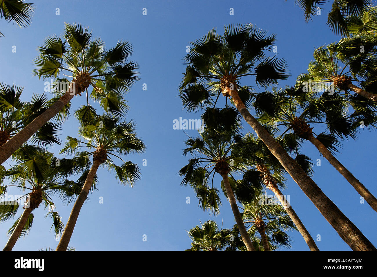 Washingtonia robusta palm trees Tempe AZ Stock Photo - Alamy