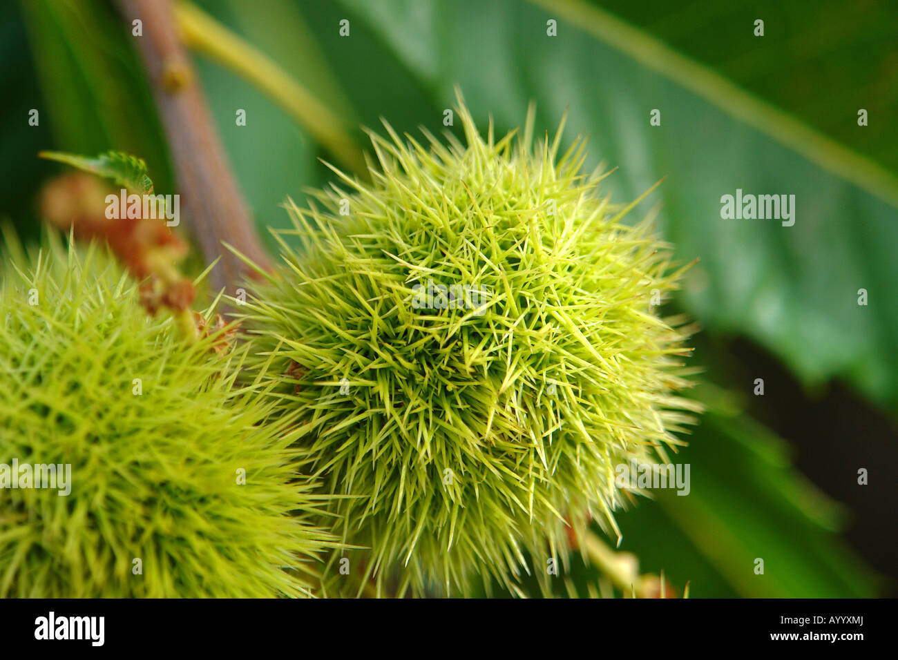 Immature chestnut fruit hi-res stock photography and images - Alamy