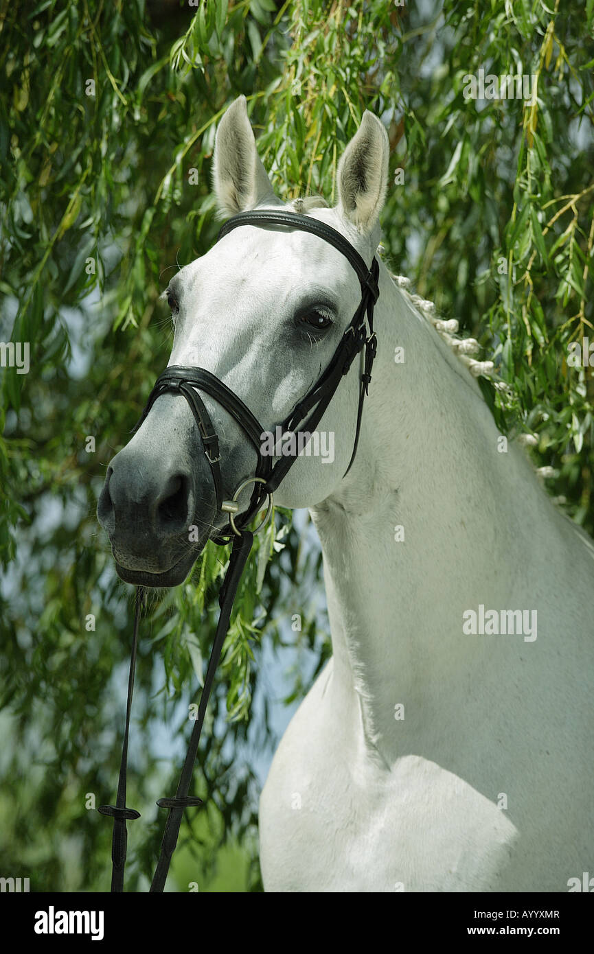 Hanoverian - portrait Stock Photo - Alamy