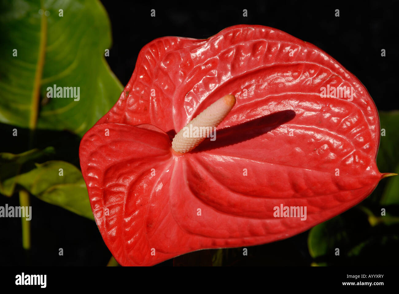 Red plant kerala hi-res stock photography and images - Alamy