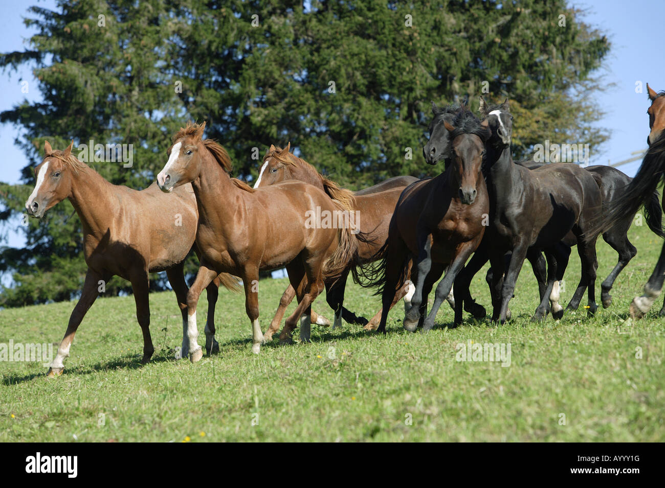 Young stallions herd on hi-res stock photography and images - Alamy
