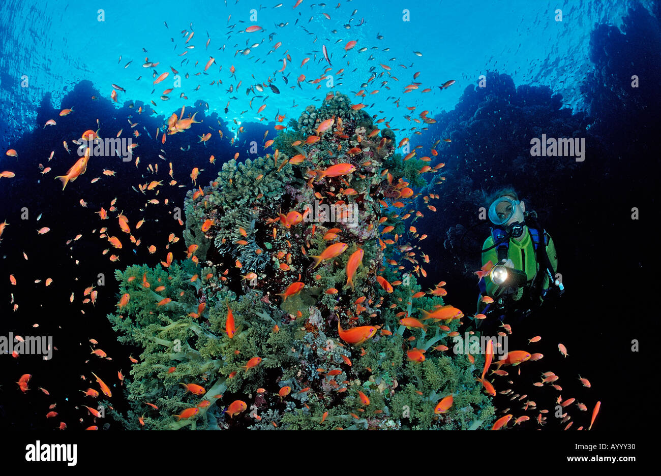 Scuba diver and coral reef Egypt Zabargad Zabarghad Red Sea Stock Photo ...