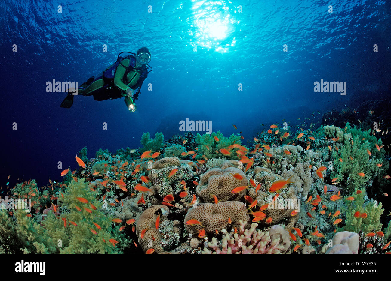 Scuba diver and coral reef Egypt Zabargad Zabarghad Red Sea Stock Photo ...