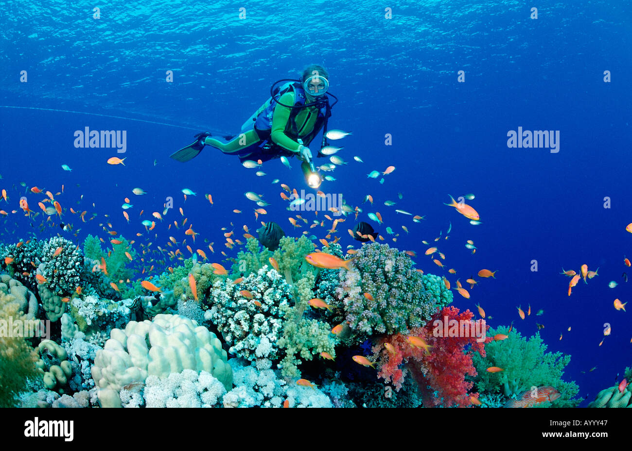 Scuba diver and coral reef Egypt Zabargad Zabarghad Red Sea Stock Photo ...