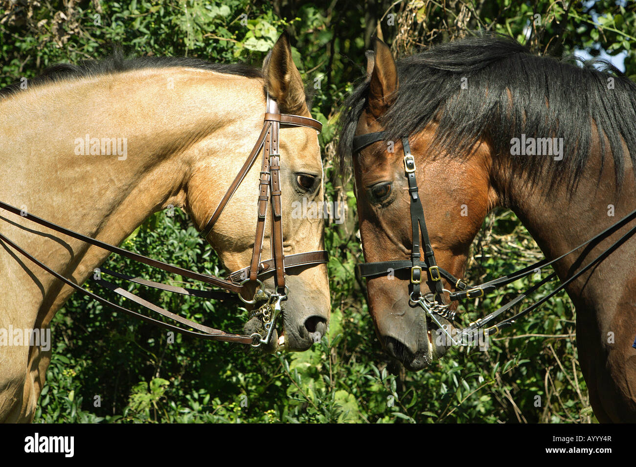 Kinsky horse and Stock Photo - Alamy