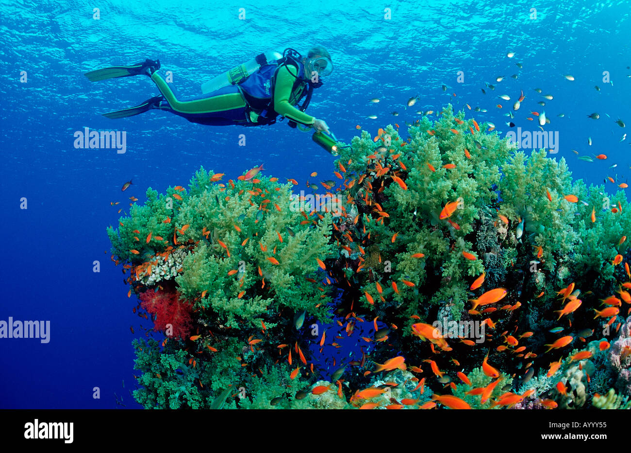 Scuba diver and coral reef Egypt Zabargad Zabarghad Red Sea Stock Photo ...