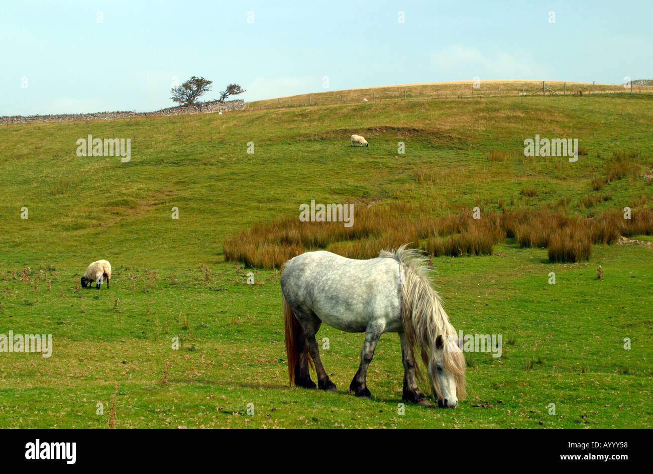 Native Pony breeds of Britain, Fell Pony. Wild, white Fell pony ...