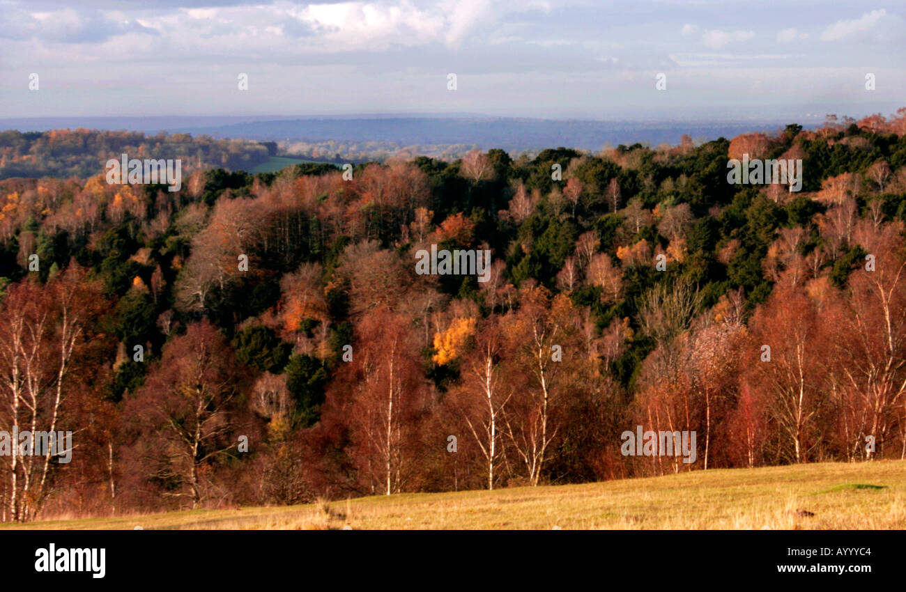 Trees Box Hill Surrey Stock Photo - Alamy