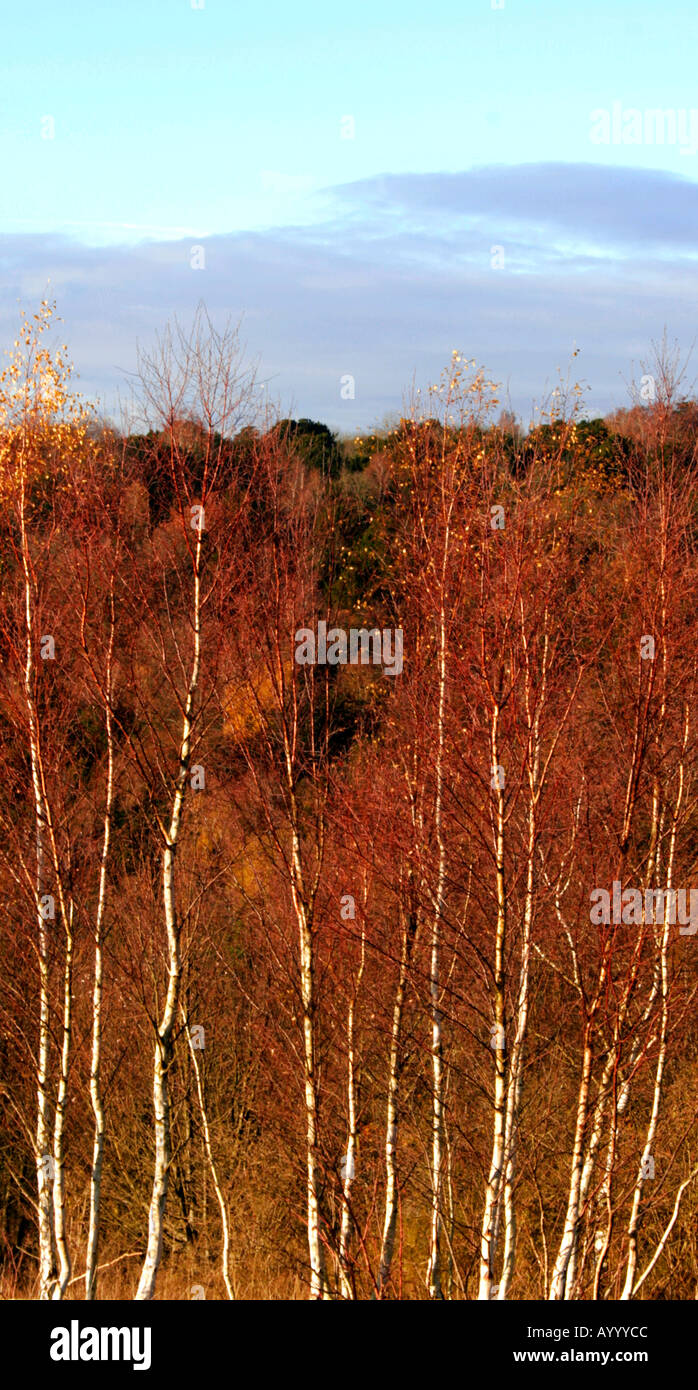 Trees Box Hill Surrey Stock Photo - Alamy