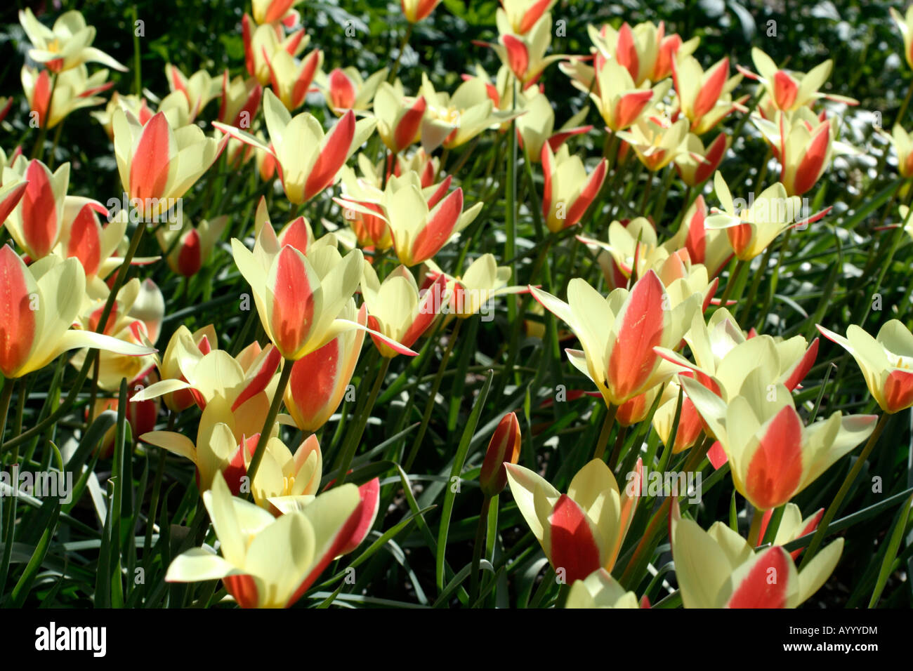 Tulip tinka hi-res stock photography and images - Alamy