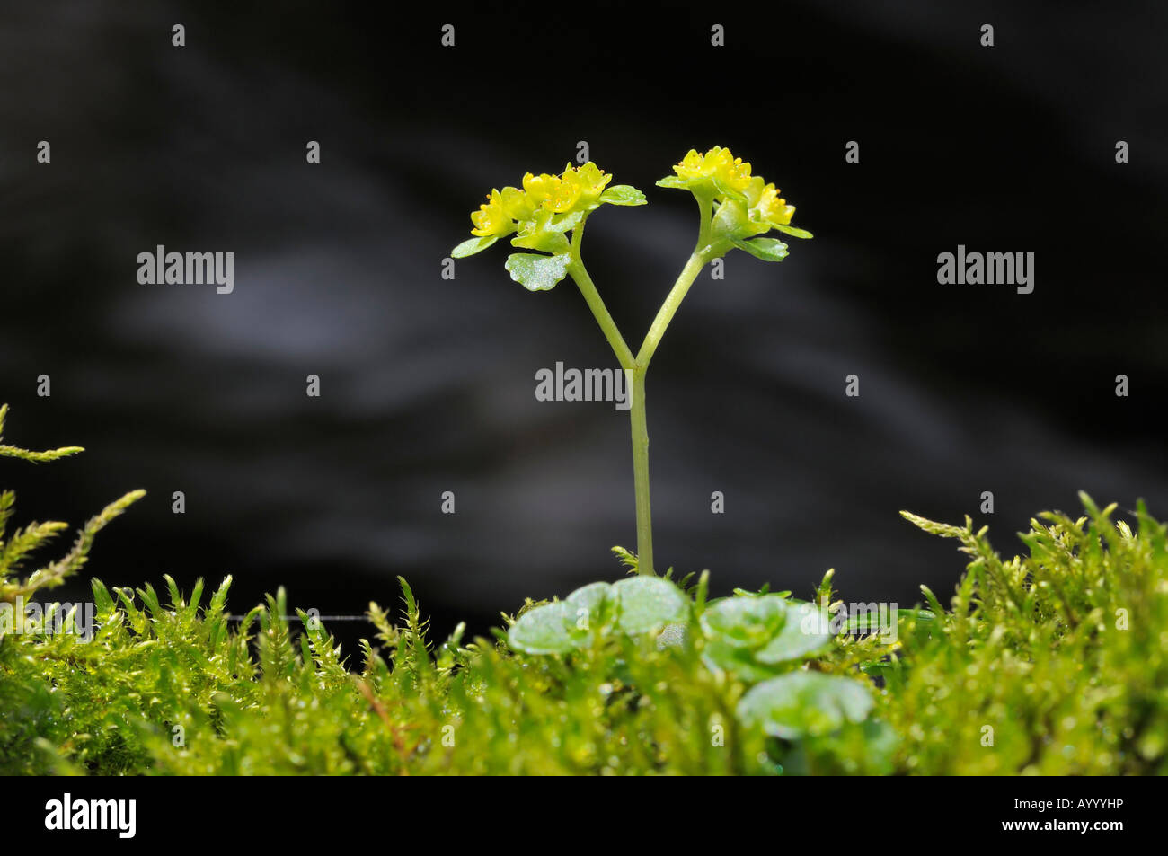 Opposite leaved Golden saxifrage Chrysosplenium oppositifolium on bed ...