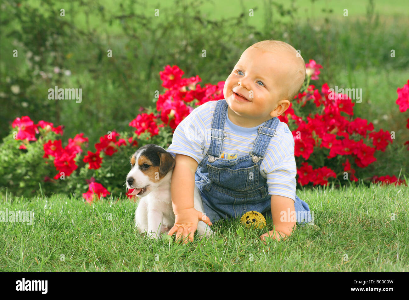 small boy and Jack Russell Terrier on meadow Stock Photo - Alamy