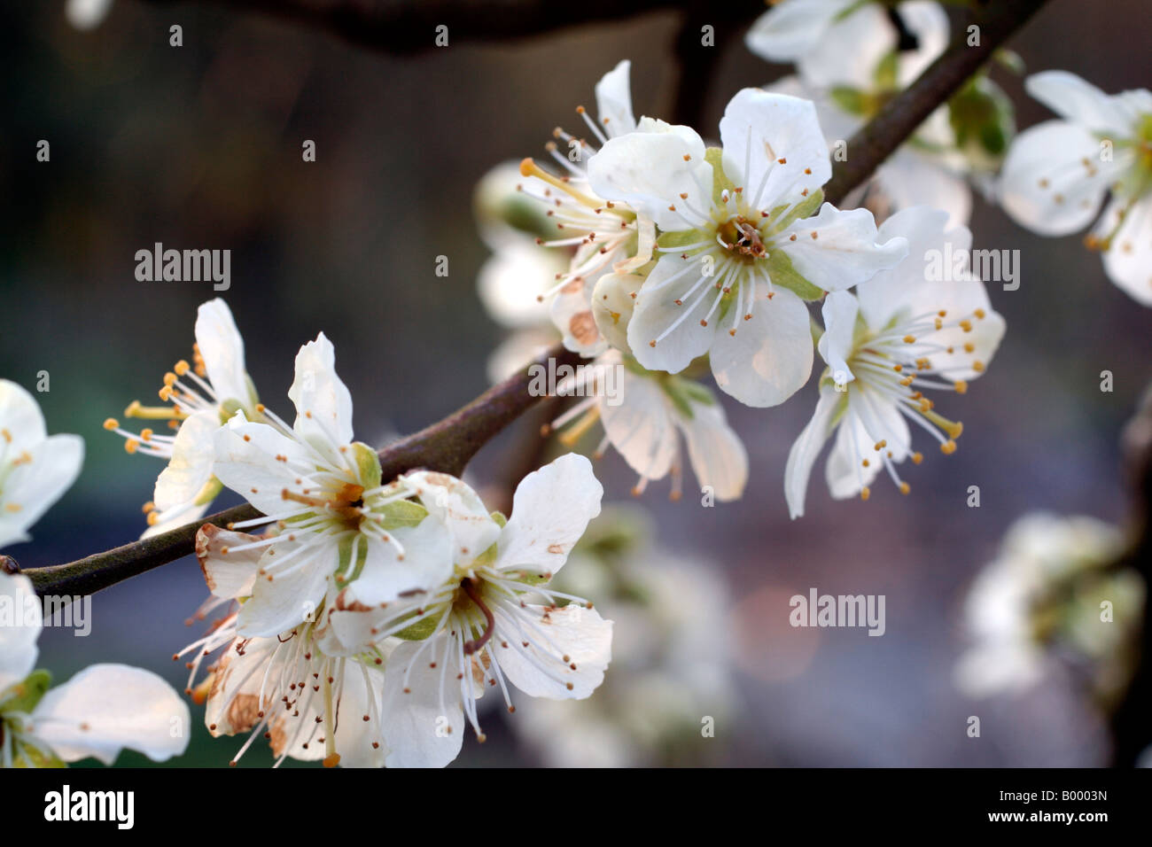 PRUNUS DOMESTICA CZAR AGM PLUM BLOSSOM SHOWING EVIDENCE OF SOME FROST ...