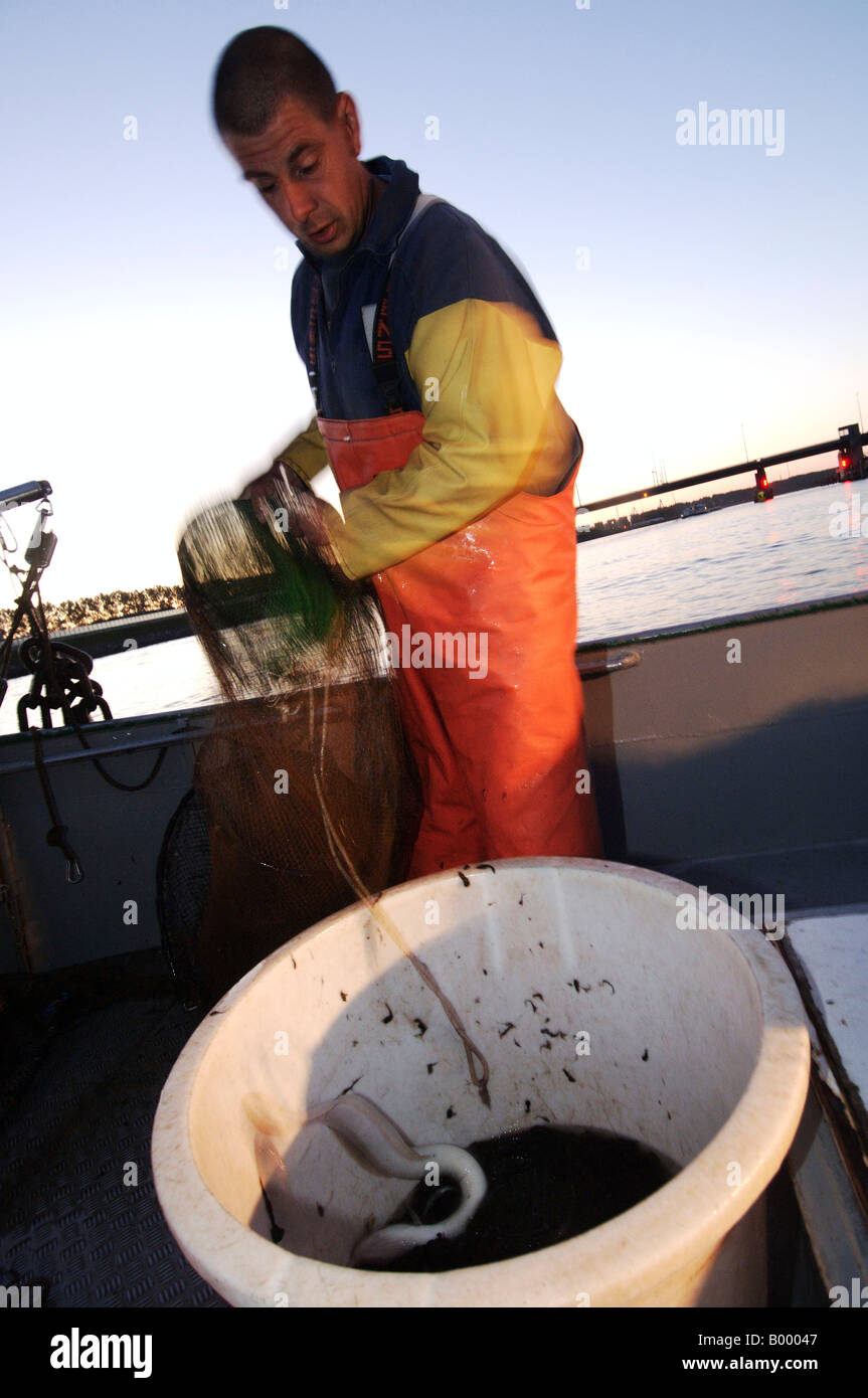 Port of Rotterdam eel fishing Stock Photo - Alamy