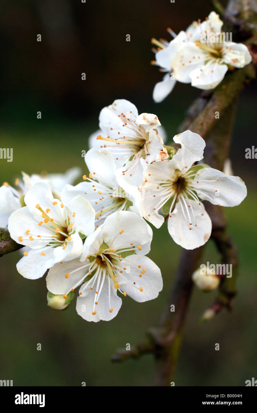 PRUNUS DOMESTICA CZAR AGM PLUM BLOSSOM SHOWING EVIDENCE OF SOME FROST ...