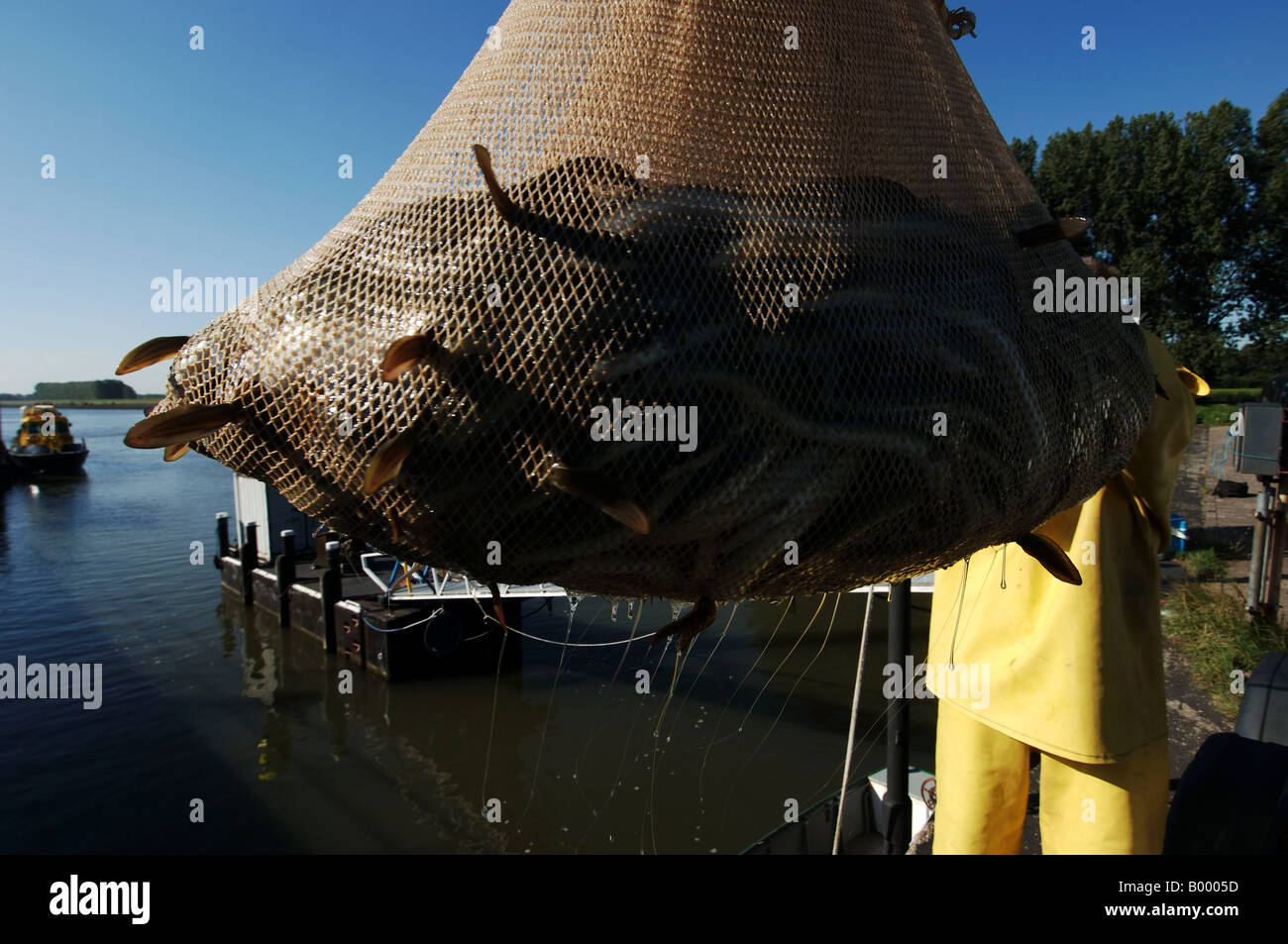 Port of Rotterdam eel fishing Stock Photo - Alamy