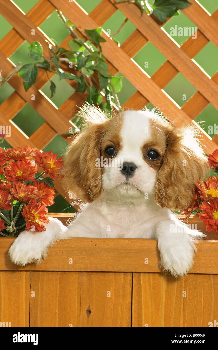 Cavalier King Charles Spaniel - puppy in flower box Stock Photo - Alamy